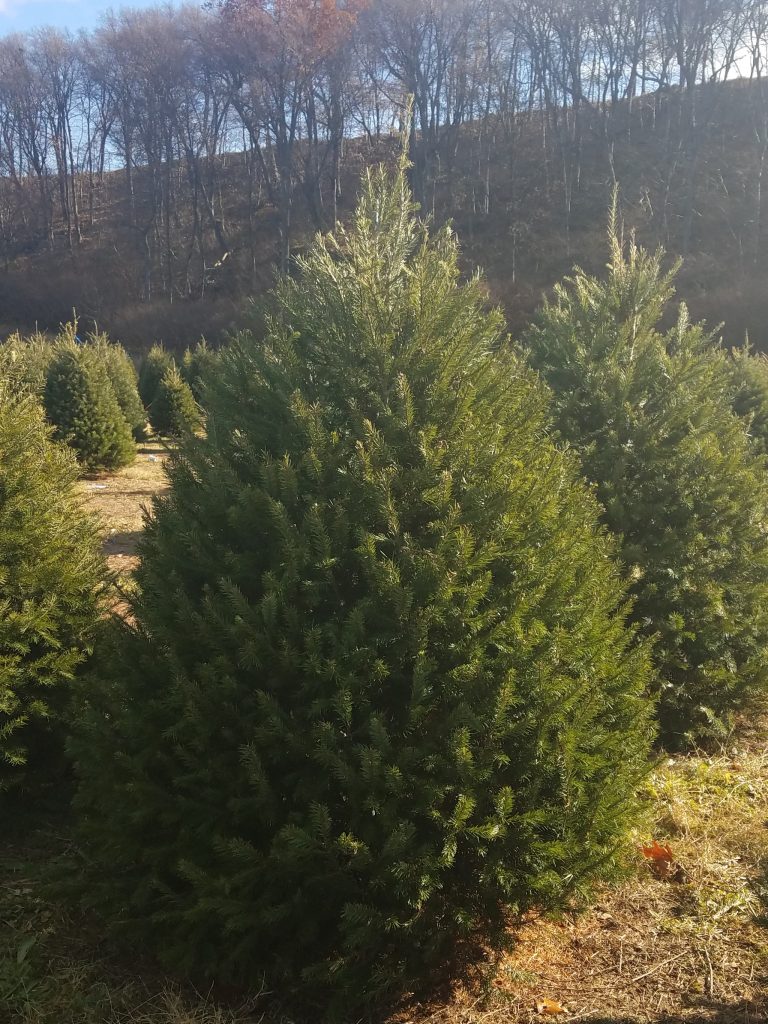 plain tree - IENA - International Exchange of North America